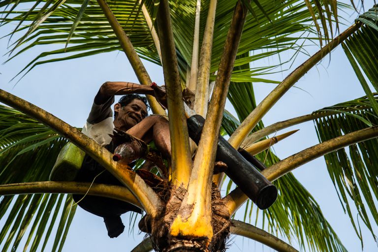 Where to Find the Best Tuba in the Philippines? | TriptheIslands.com