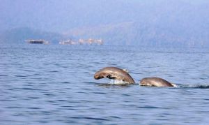 3 Reasons to Visit the Malampaya Sound Protected Landscape and Seascape ...